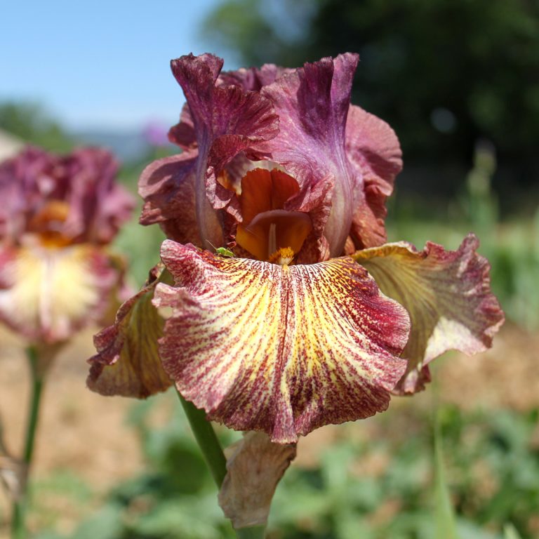 Syncopation – Iris Bertrand