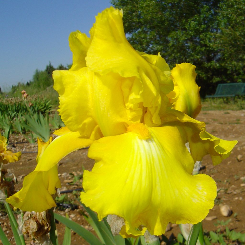 Syncopation – Iris Bertrand