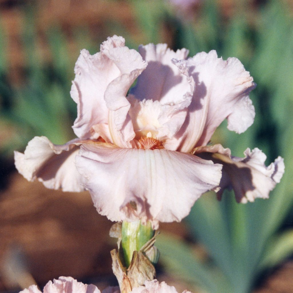 Syncopation – Iris Bertrand