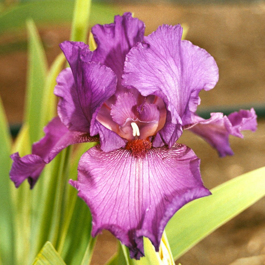 Syncopation – Iris Bertrand