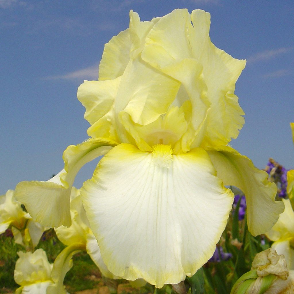 Syncopation – Iris Bertrand