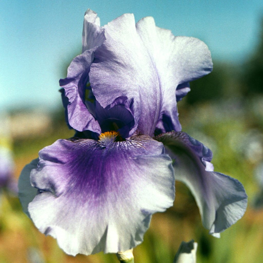 Syncopation – Iris Bertrand