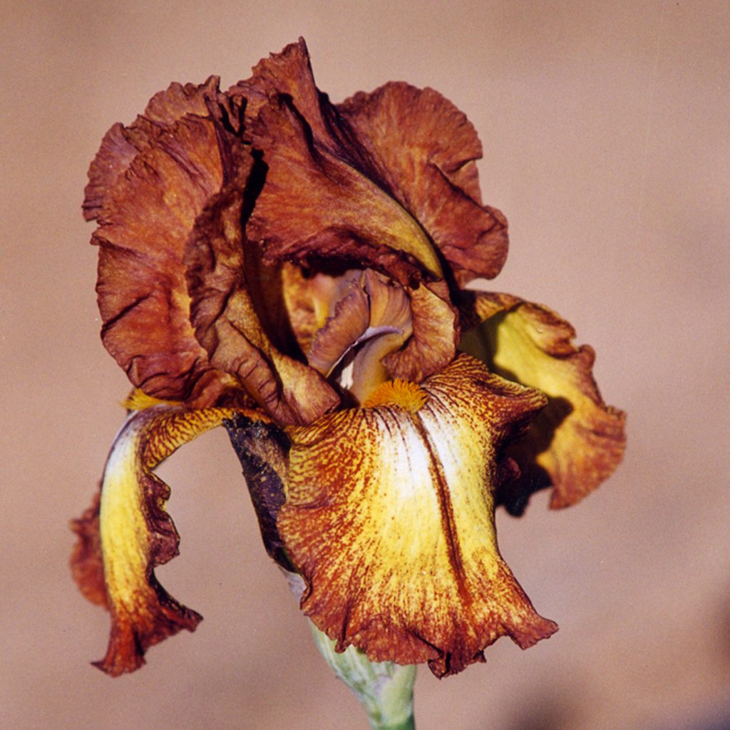 Syncopation – Iris Bertrand