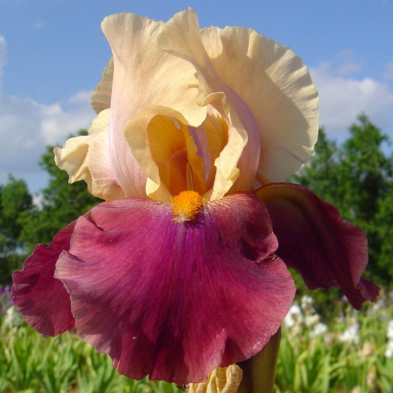 Syncopation – Iris Bertrand