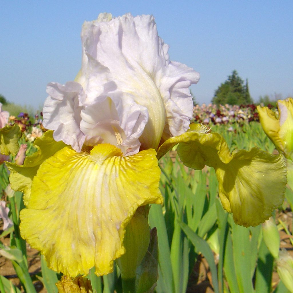 Syncopation – Iris Bertrand