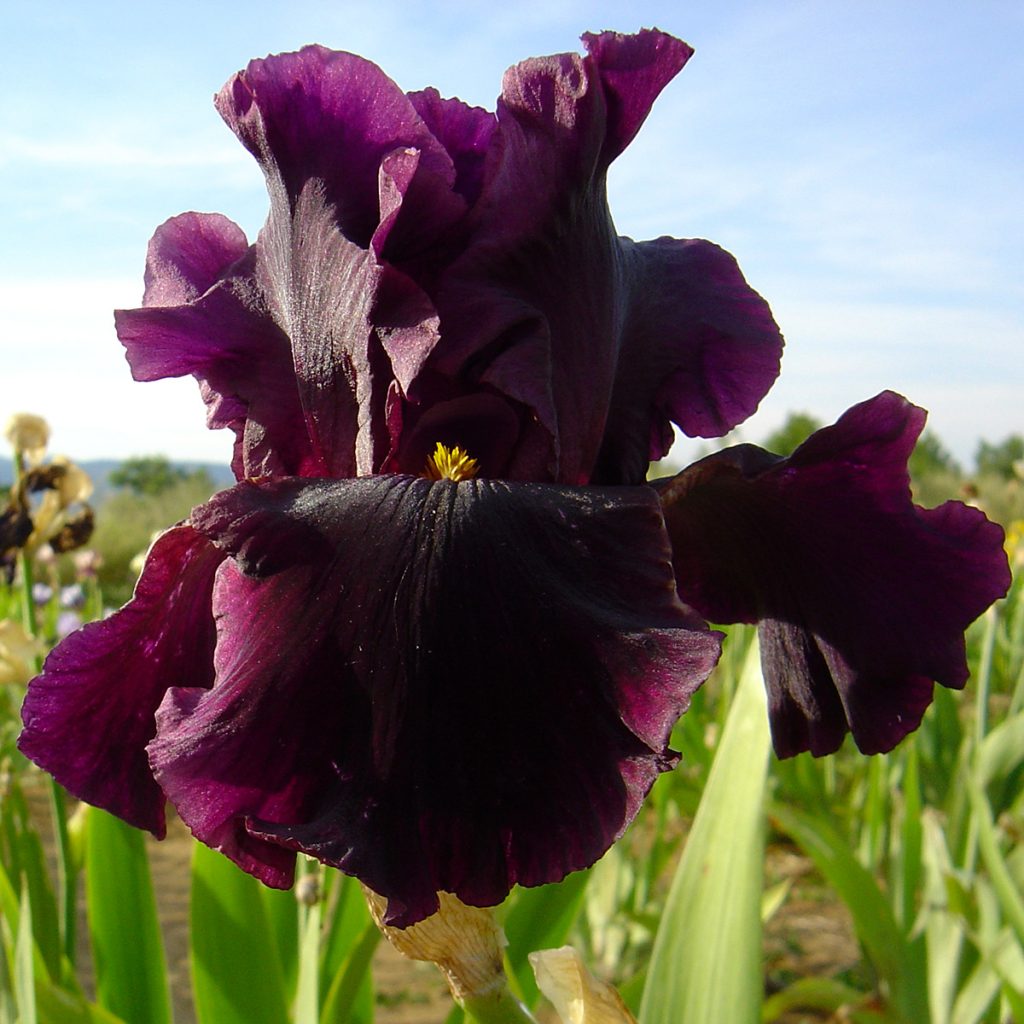 Syncopation – Iris Bertrand