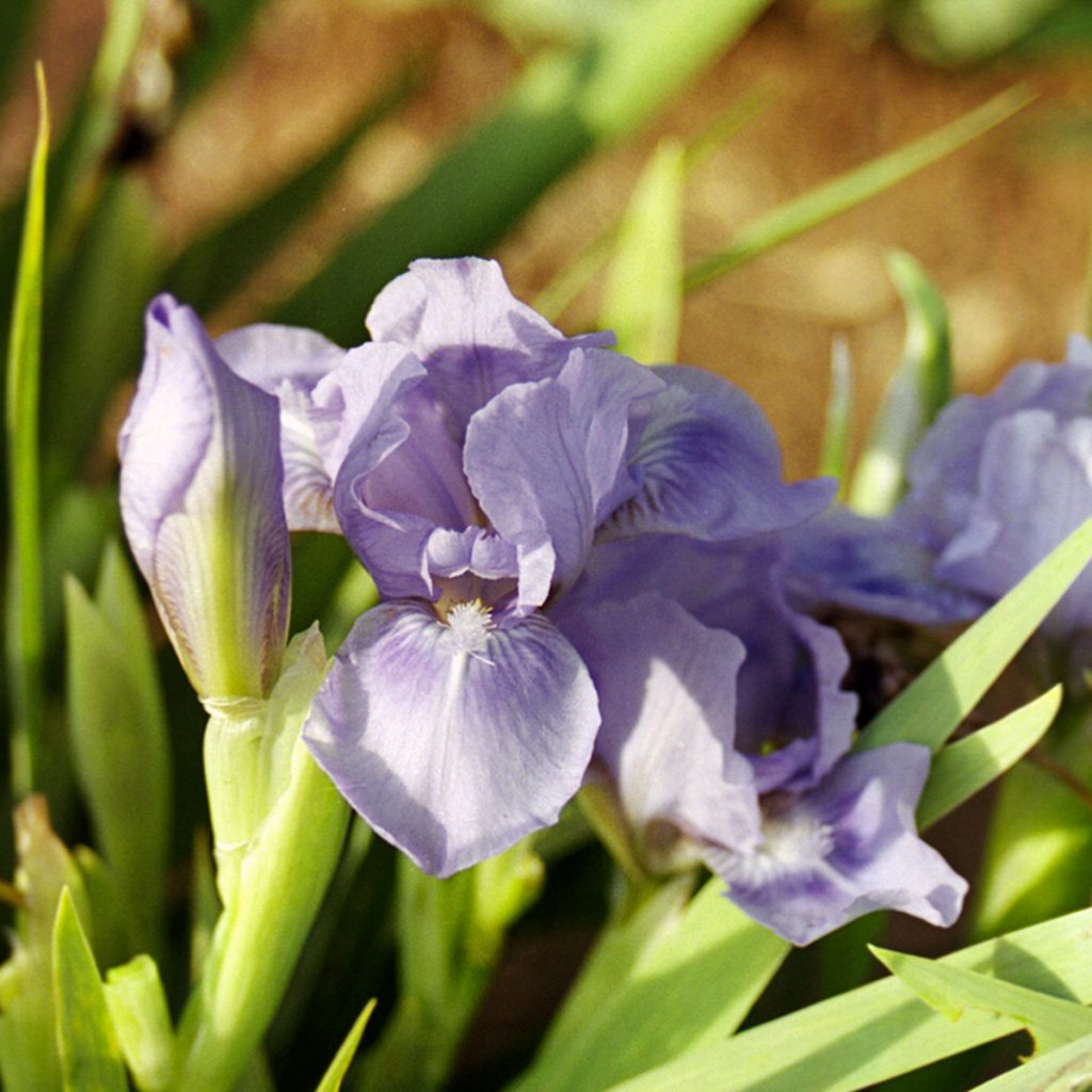 Iris nain – Iris Bertrand