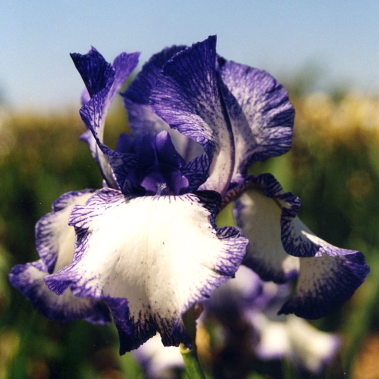 Syncopation – Iris Bertrand