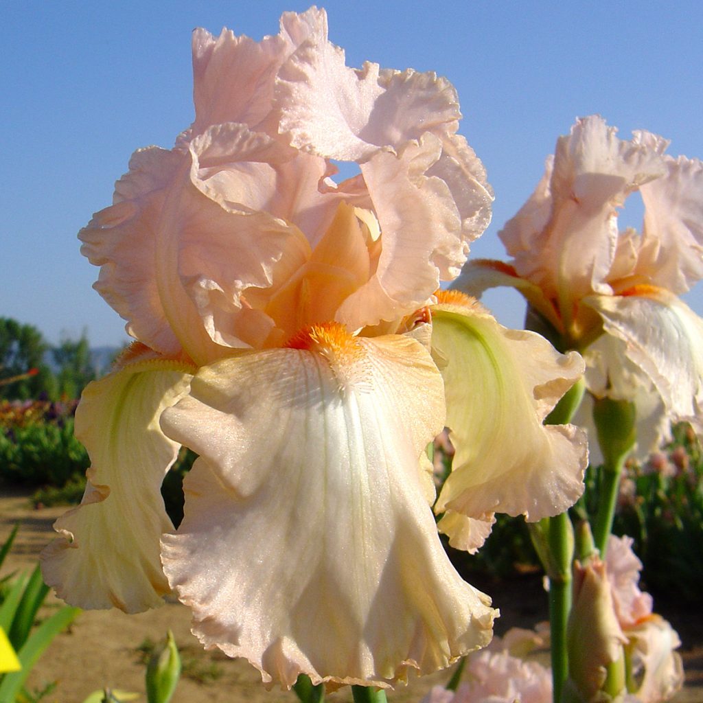 Carved Angel – Iris Bertrand