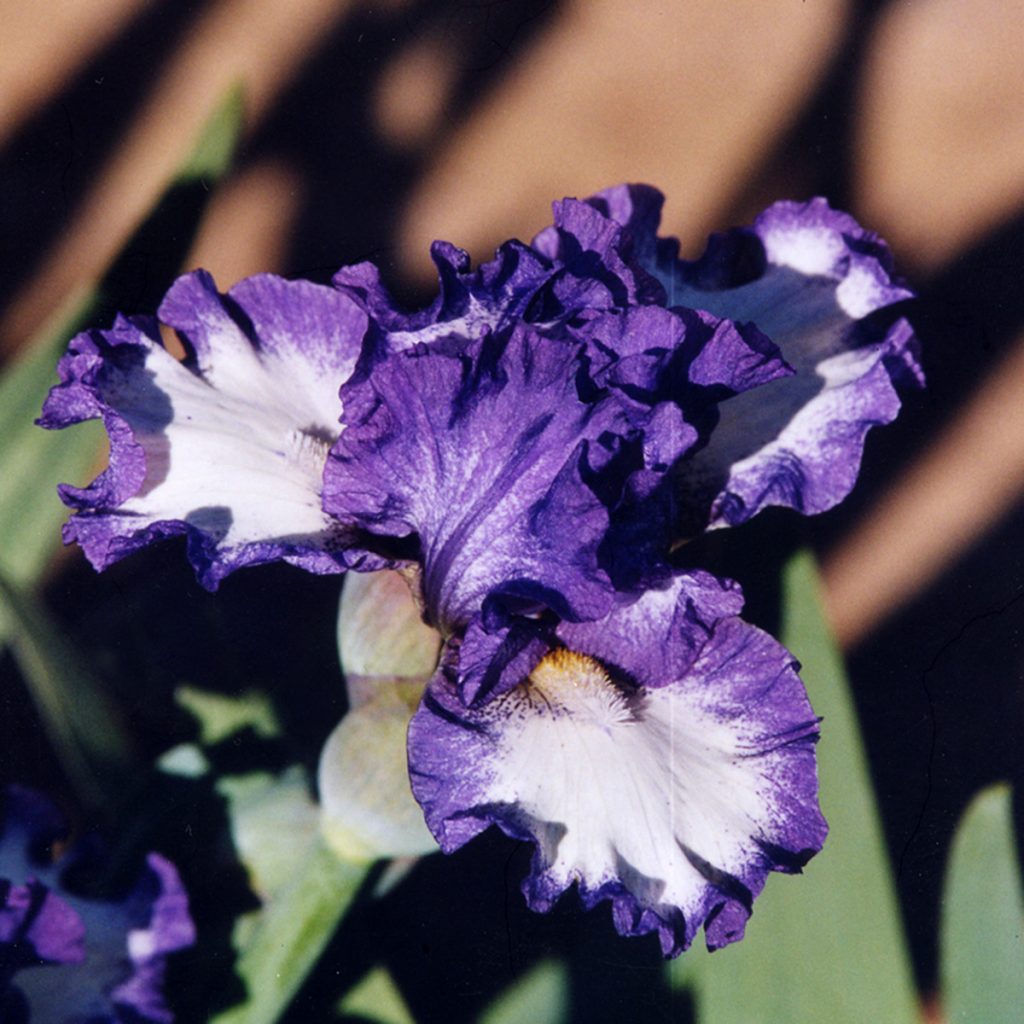 Cee Jay – Iris Bertrand