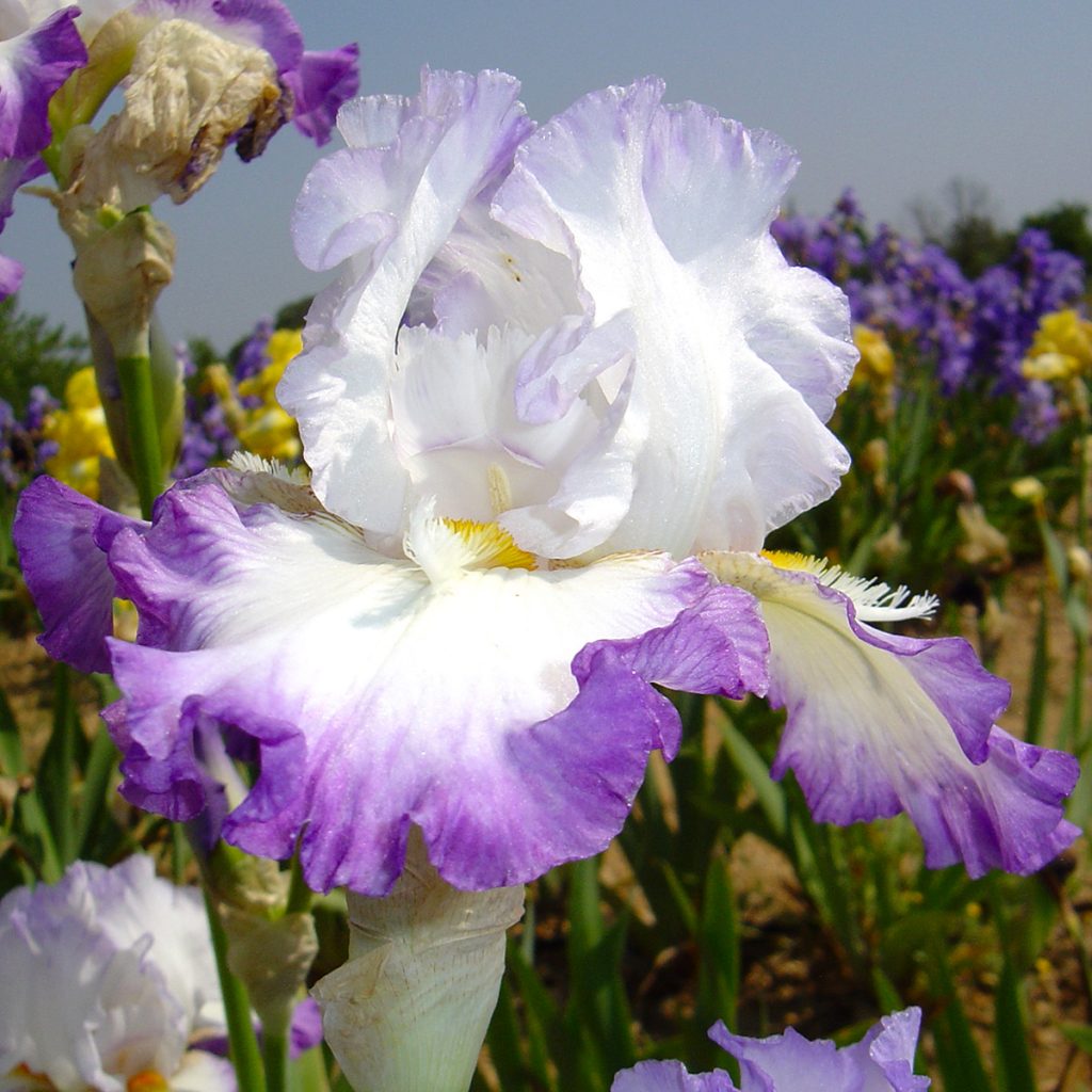 Conjuration – Iris Bertrand