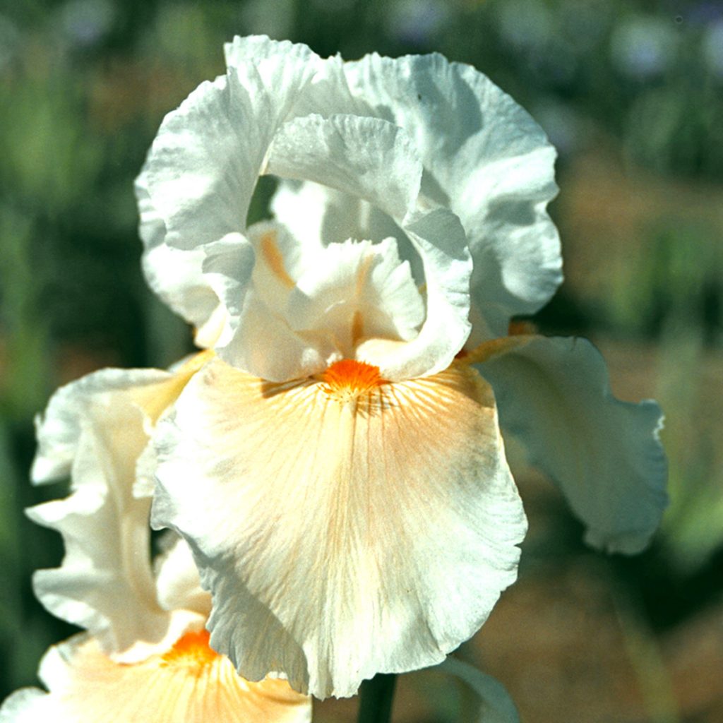 Coral Chalice – Iris Bertrand
