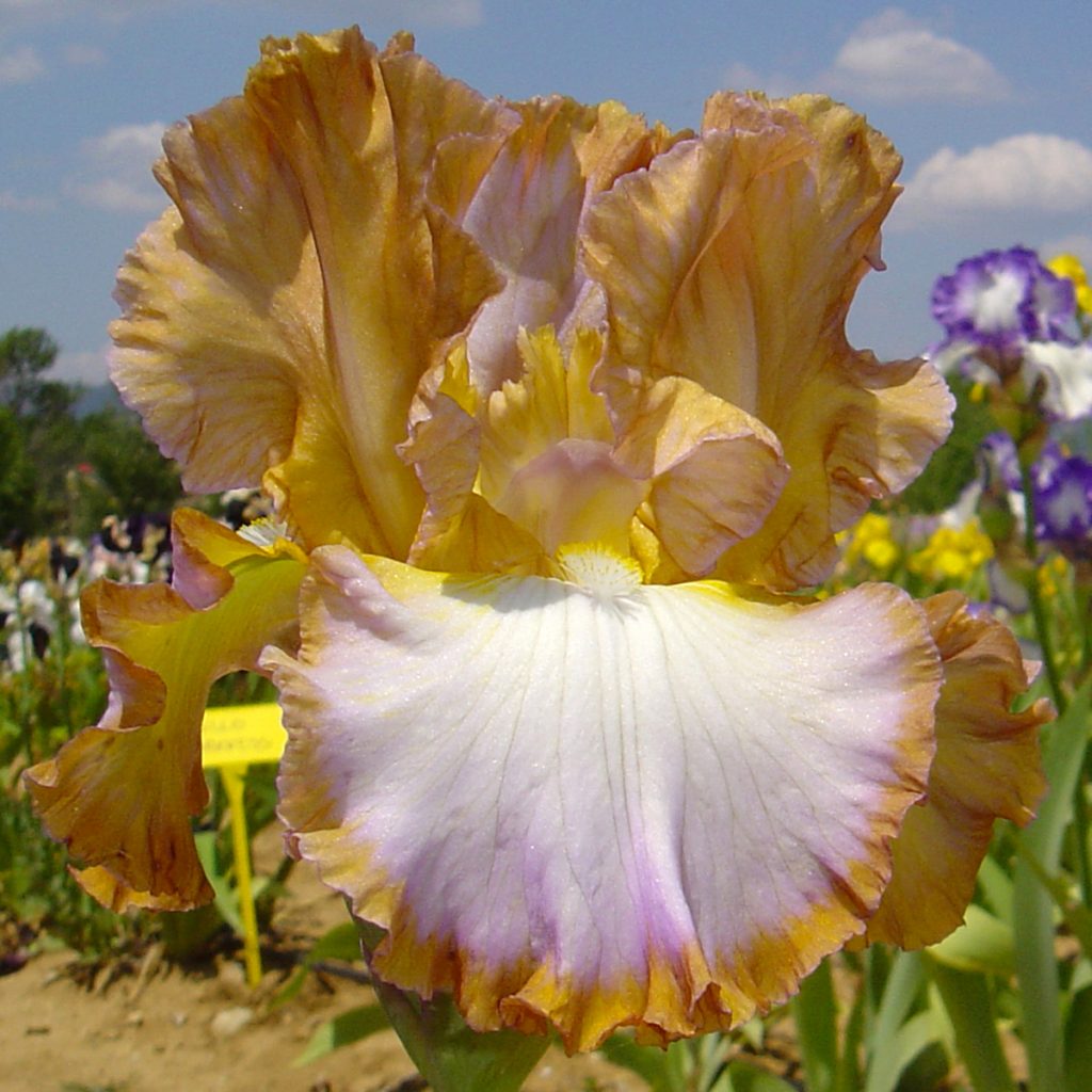 Different world – Iris Bertrand