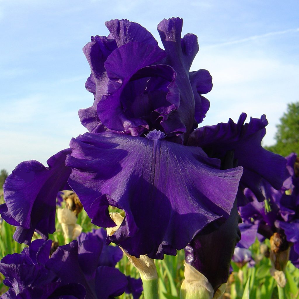 Dusky Challenger – Iris Bertrand