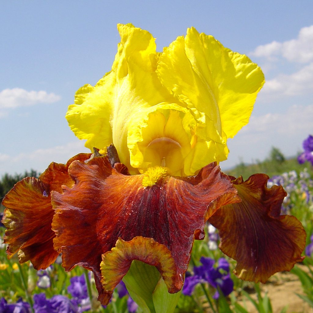 Fiesta Time – Iris Bertrand