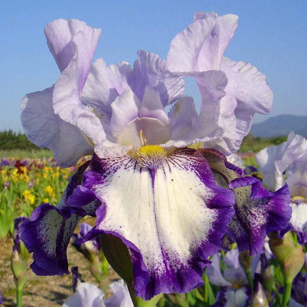 Jazzebel – Iris Bertrand