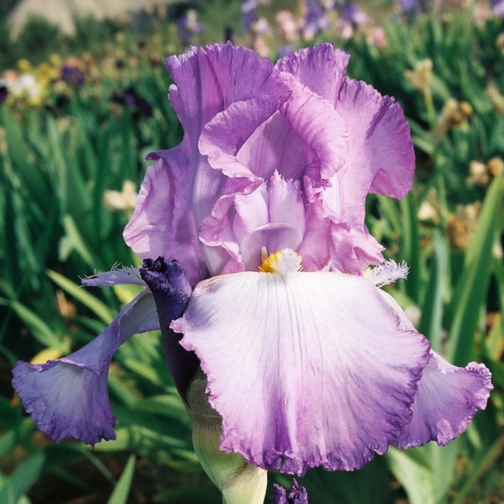 La Ronder Queen – Iris Bertrand