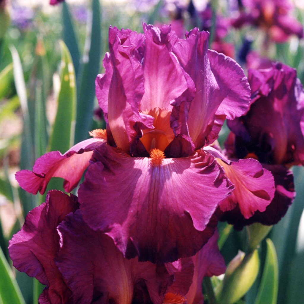 Lady Friend Iris Bertrand lady-friend-iris-bertrand