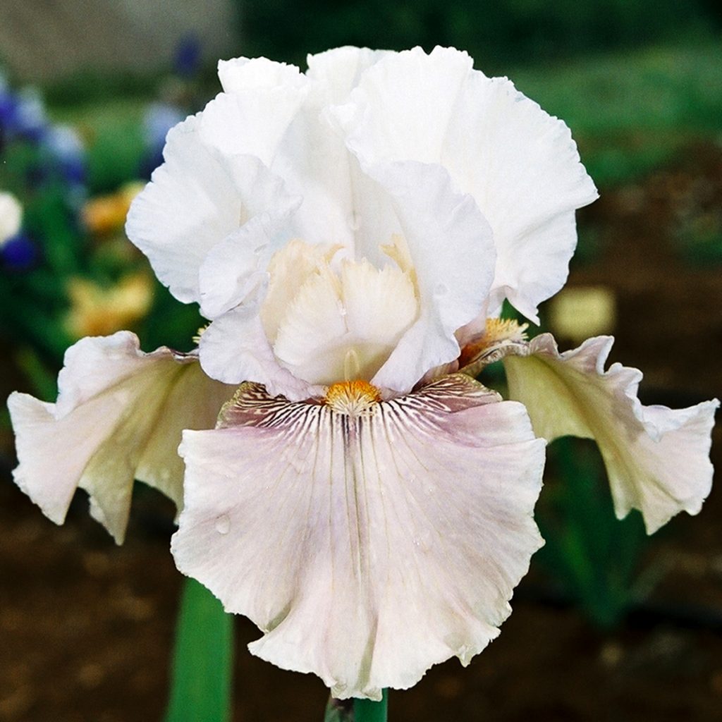 Paris Kiss – Iris Bertrand