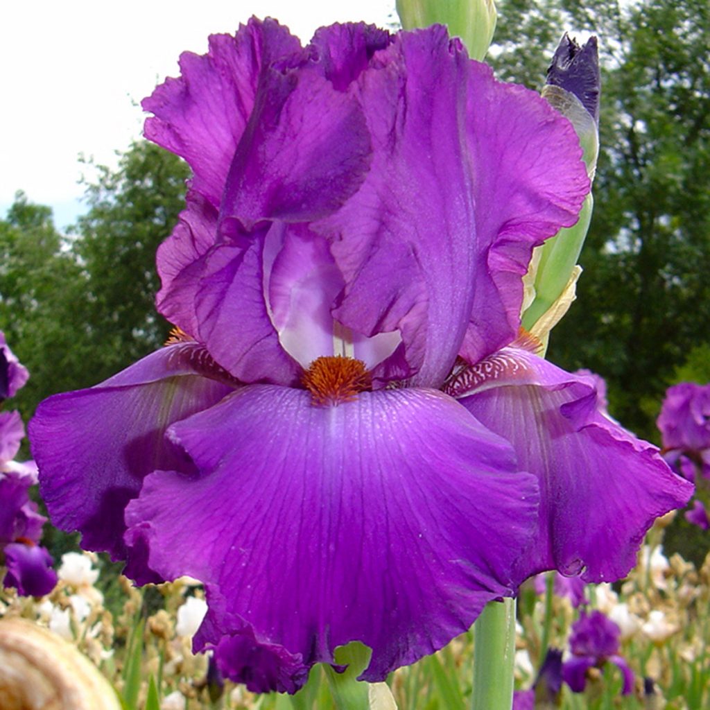 Persian Gown – Iris Bertrand