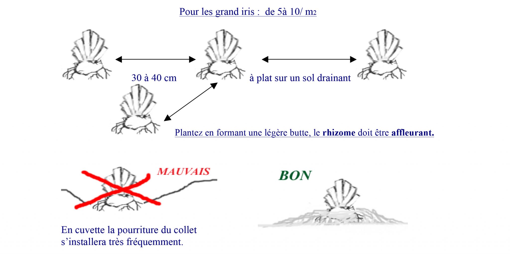 Conseils de culture – Iris Bertrand