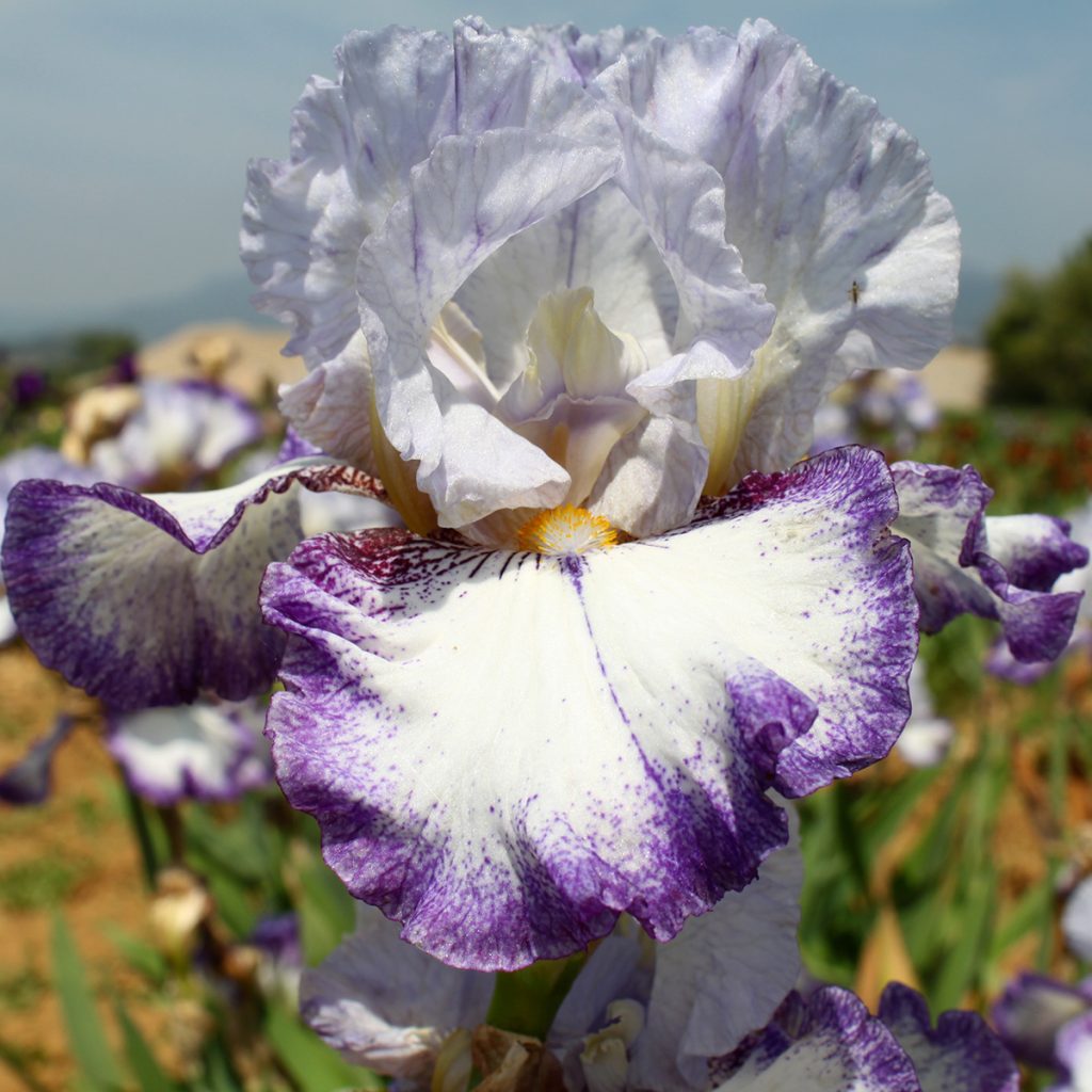 Point in Time – Iris Bertrand