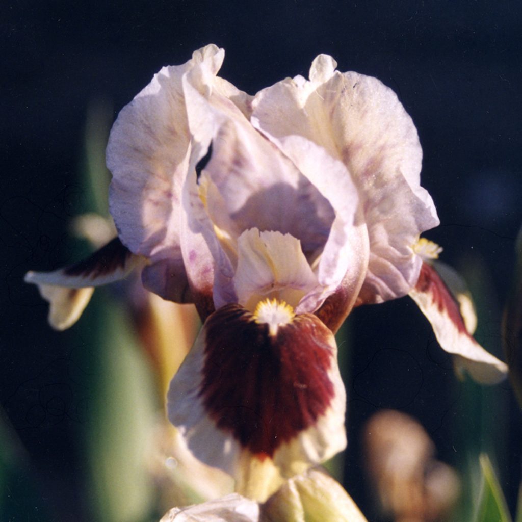 Red Heart – Iris Bertrand