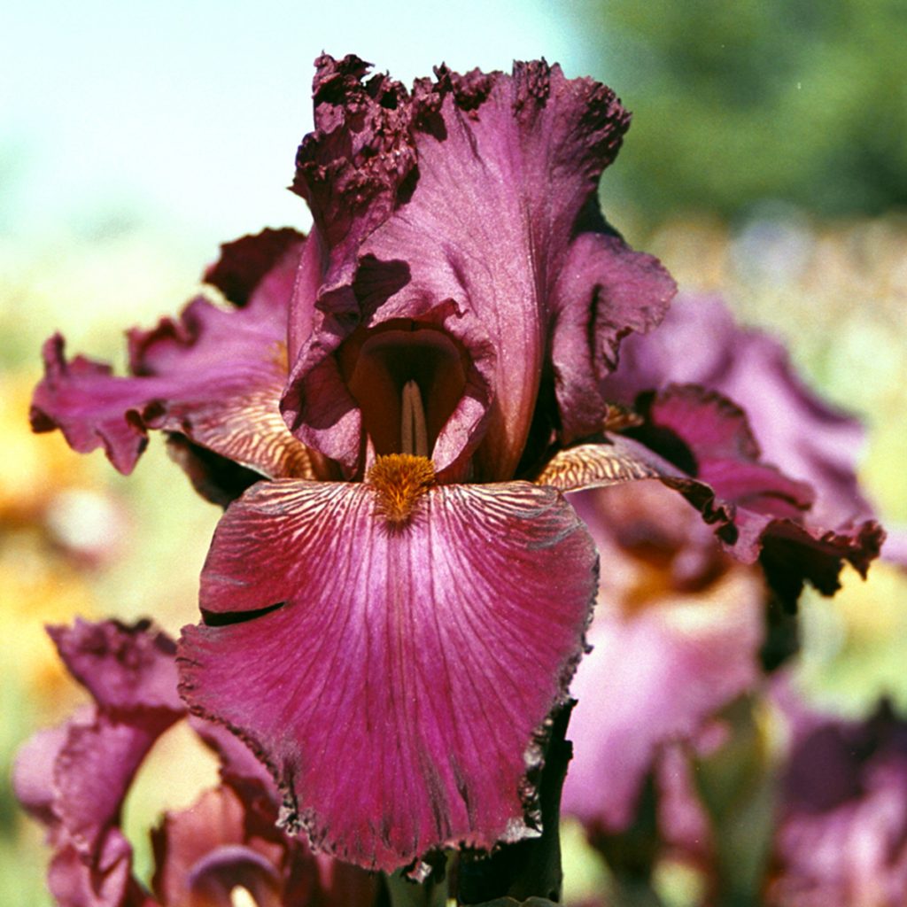 Ruth Porter Waring – Iris Bertrand