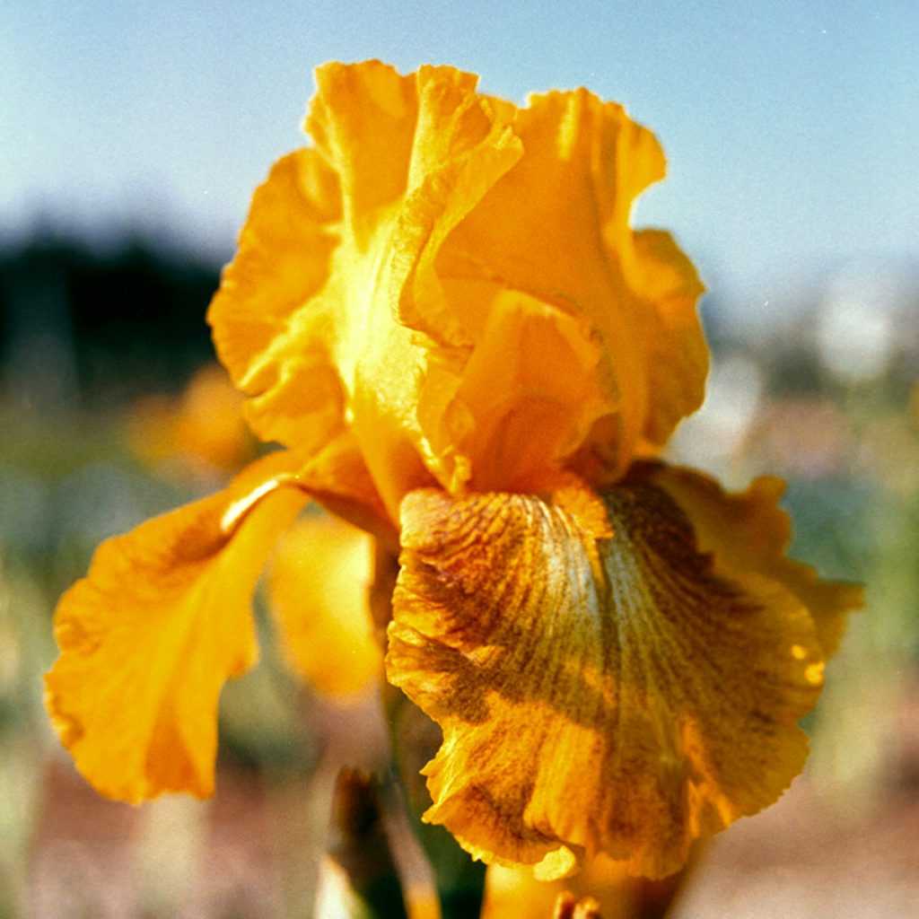 Sands of Gold – Iris Bertrand