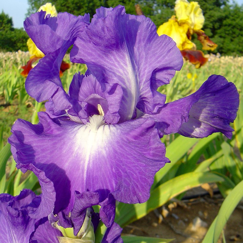 Speed Limit Iris Bertrand