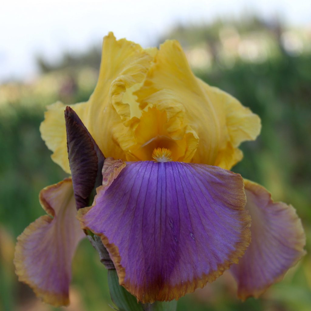 Sunset Sky – Iris Bertrand