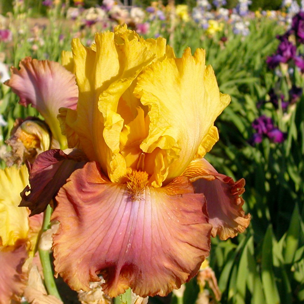 Sweet Charm – Iris Bertrand