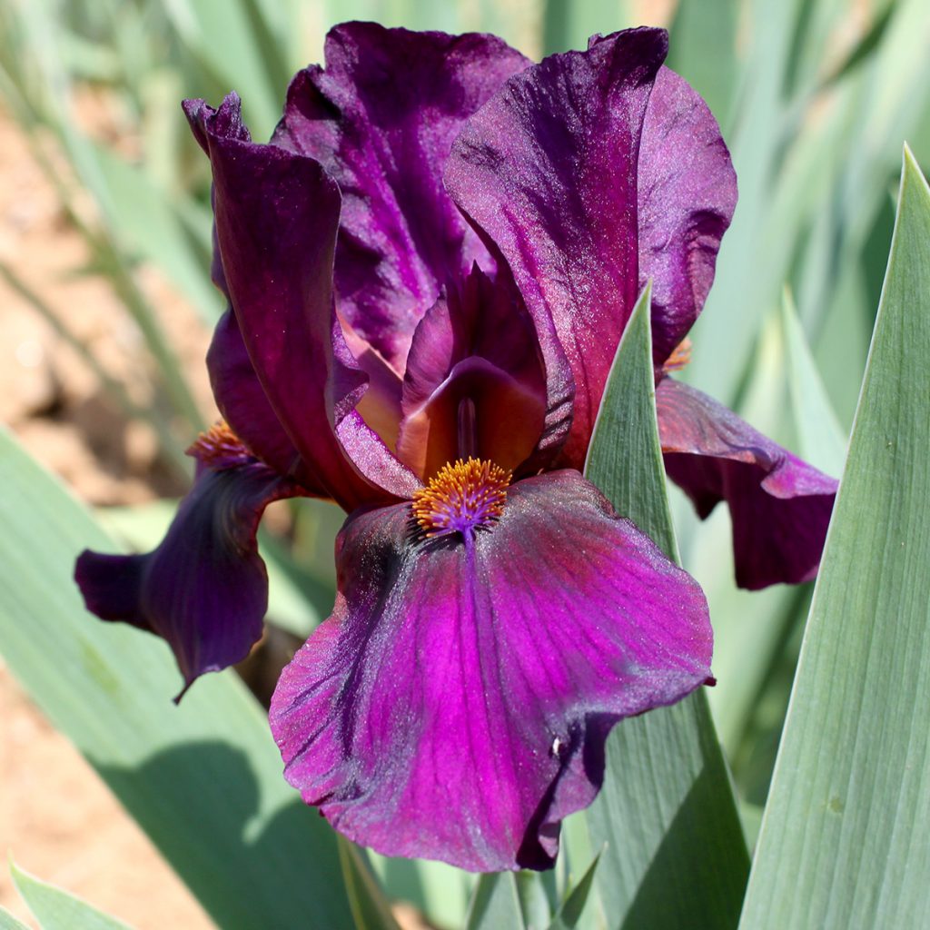 Vamp – Iris Bertrand