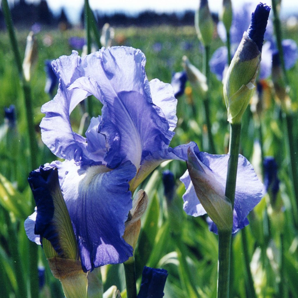 Victoria Falls – Iris Bertrand