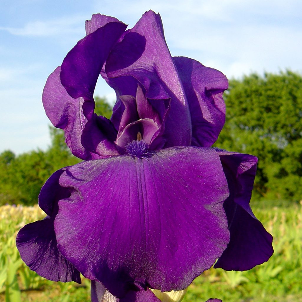 Violet – Iris Bertrand